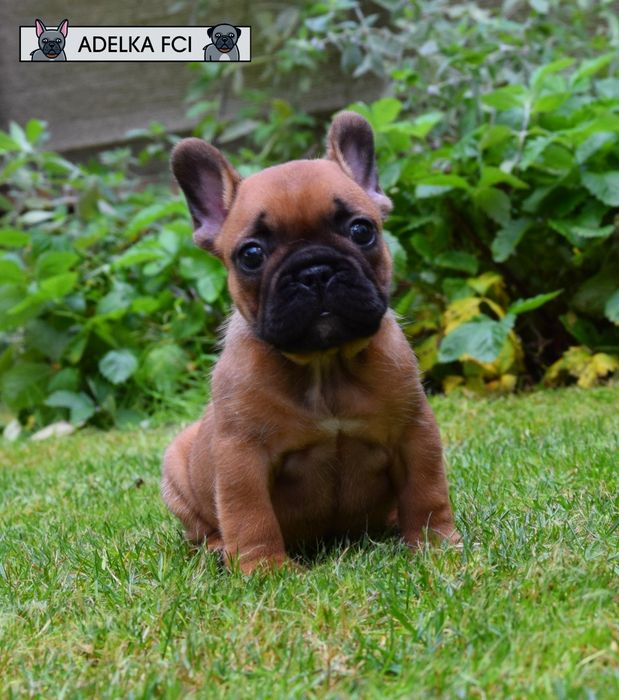 Buldog francuski ZKwP FCI Warszawa Mokotów • OLX.pl
