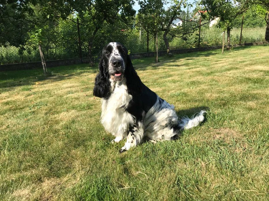 Springer Spaniel Angielski FCI - szczenię gotowe do odbioru Cieszyn ...
