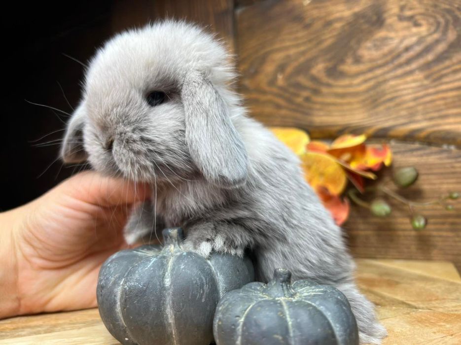 Króliki miniaturki mini teddy mini lop mini angora dostępne od ręki ...