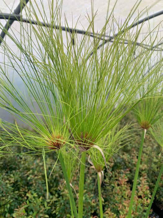 Papiro - Cyperus papyrus Palmela • OLX.pt