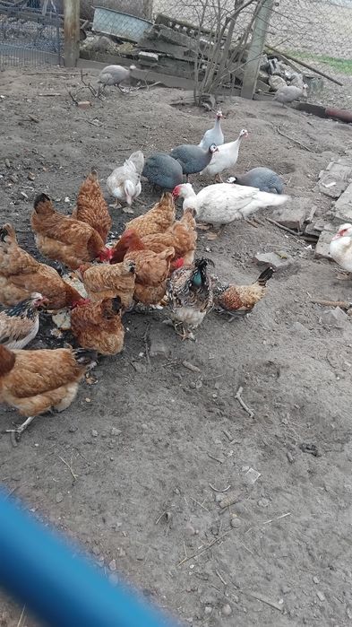 kury - giełda zwierząt - kategoria Rolnictwo | OLX