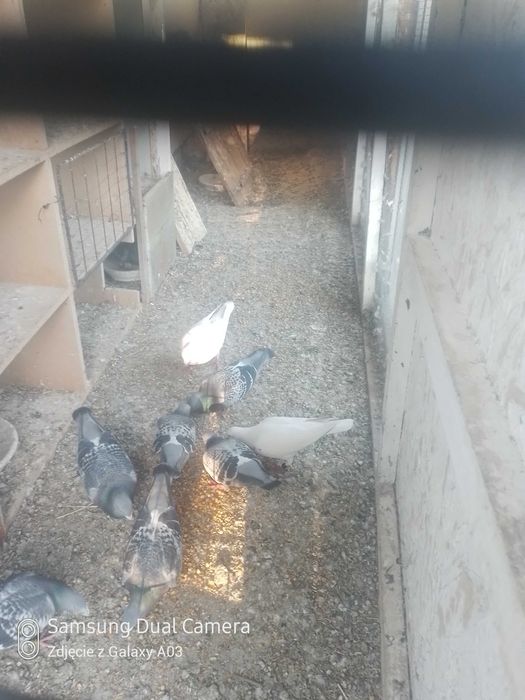 Oddam golebie pocztowe wyselekcjonowane Mogilany • OLX.pl