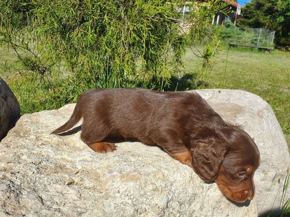 Jamnik długowłosy miniaturowy Hopowo • OLX.pl