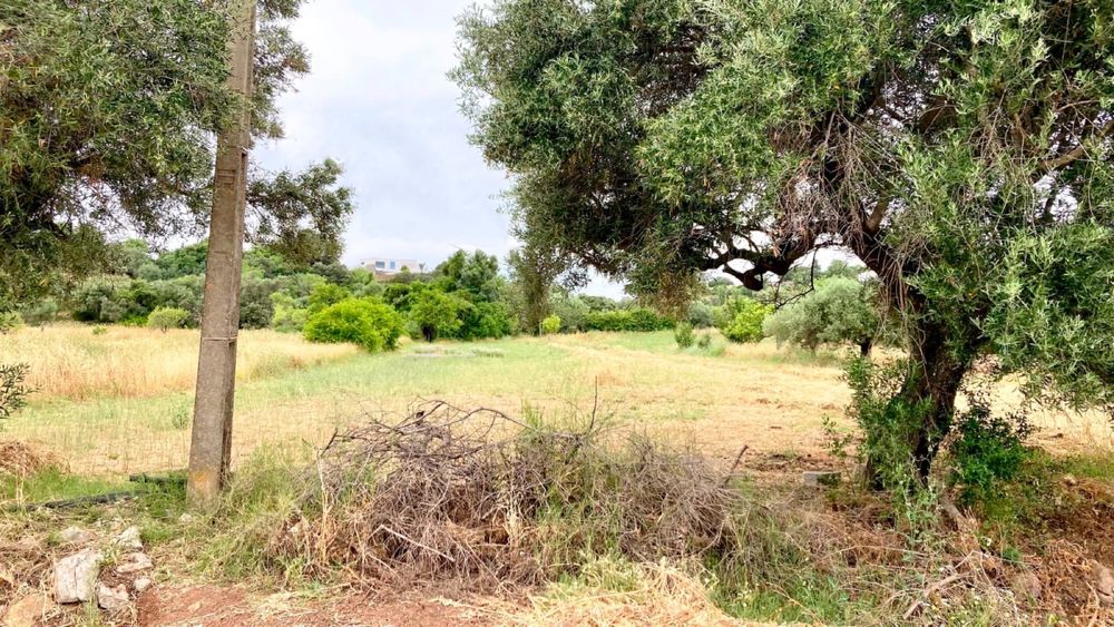 Terreno Rustico São Brás com Agua São Brás de Alportel • OLX.pt