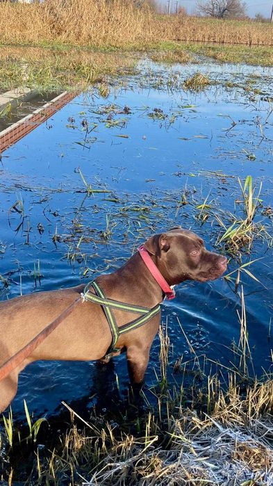 Młody Amstaff Budyń czeka na swojego człowieka. Żmigród • OLX.pl