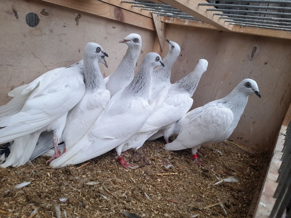 Golebie perłowe jasne Wyszków • OLX.pl