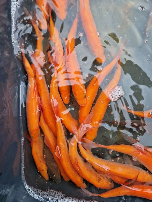 Kroczek Złota Orfa inne Lin Karaś pospolity Karp Sandacz Szczupak ...