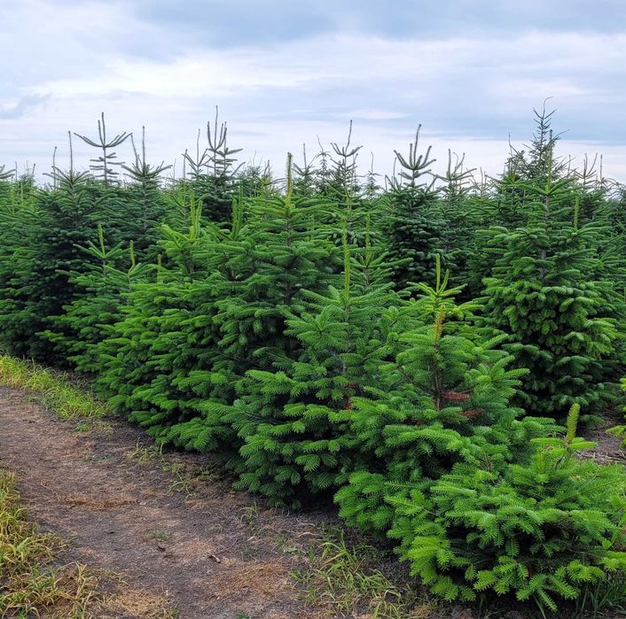 Choinki świąteczne - jodła kaukaska, własna plantacja Jaronowice • OLX.pl