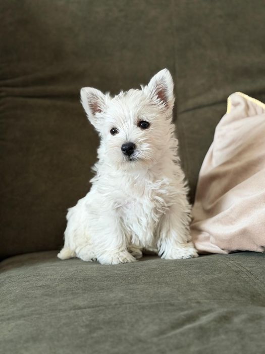 West Higchland White Terrier Częstochowa Grabówka • OLX.pl