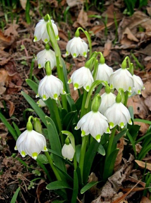 Многолетние луковичные цветы: 15 грн. - Сад / город Рокитне на Olx