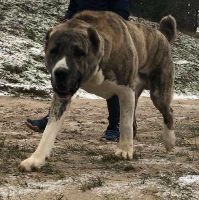 Owczarek Środkowoazjatycki ZKwP FCI Czernikowo • OLX.pl