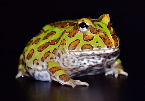 Żaba Rogata - Zwierzęta - OLX.pl