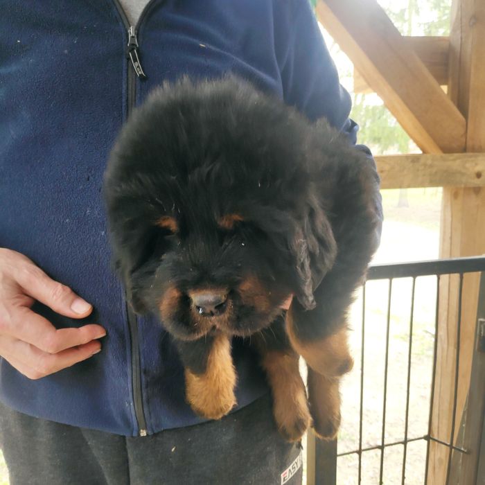 Mastif tybetański, szczeniak FCI Grudziądz • OLX.pl