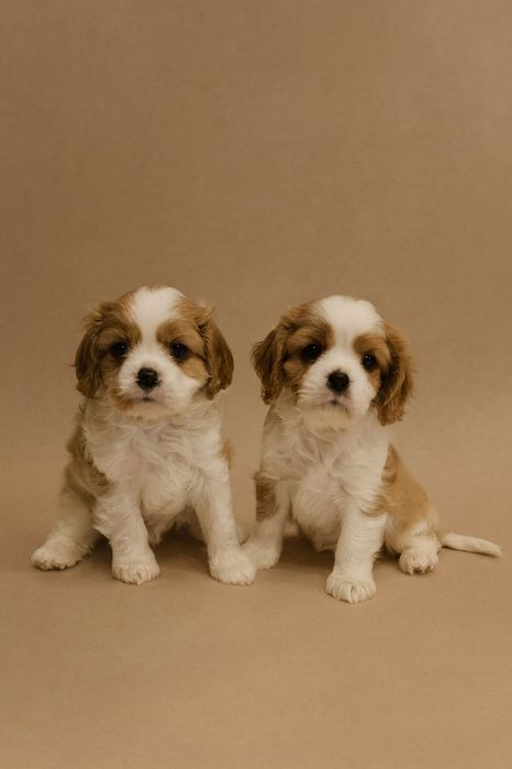 cavalier king charles spaniel - Podkarpackie - sprawdź kategorię Psy rasowe