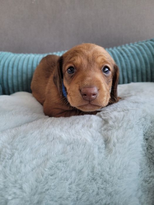 Jamnik miniaturowy samiec Pacyna • OLX.pl