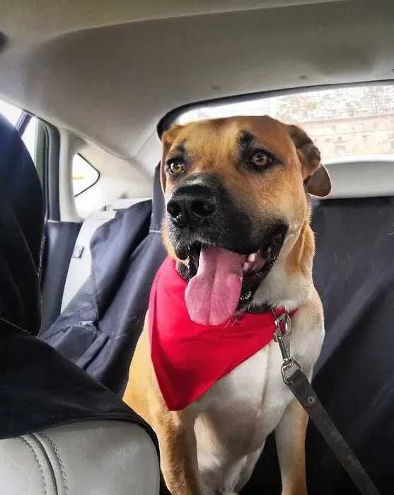 Młody, uroczy psiak w typie amstaffa do adopcji Wrocław Stare Miasto ... Młody, uroczy psiak w typie amstaffa do adopcji Wrocław Stare Miasto ...