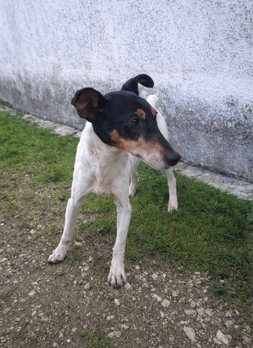 Fox terrier e Podengo para dar Torres Vedras (São Pedro, Santiago ...