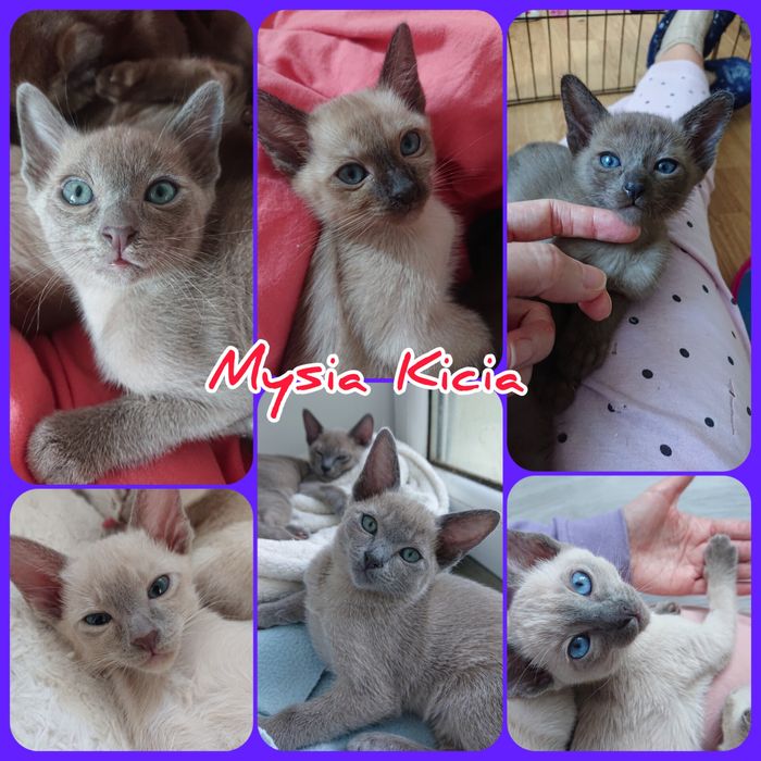Kocięta kot koty Tonkijskie hodowla syjamski burma tonki tonkijski Warszawa Mokotów • OLX.pl