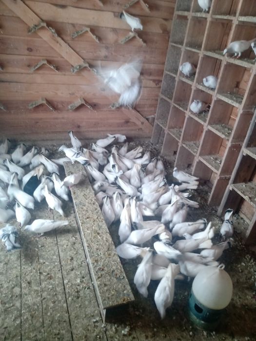 Sprzedam białe gołębie Zawady • OLX.pl