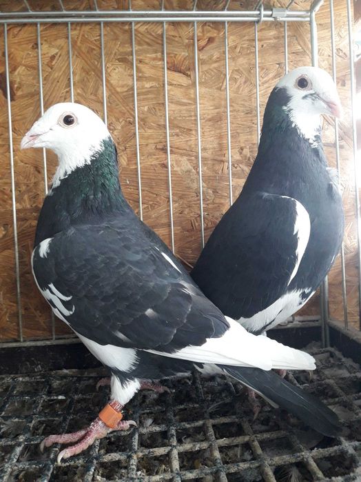 Golebie pocztowe Fabry Brzeziny • OLX.pl
