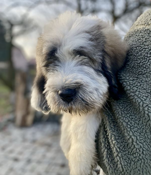 Szczenię Owczarek Rumuński Mioritic FCI Opole • OLX.pl