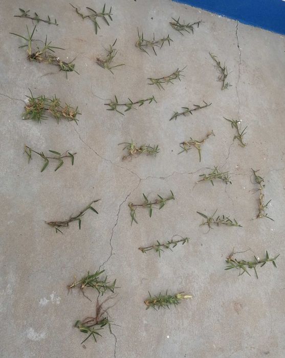 Relva escalracho nacional a melhor Torres Vedras (São Pedro, Santiago ...