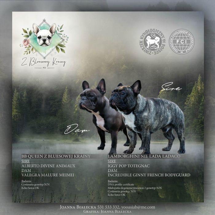 Buldog francuski FCI suczki i pieski Stańkowo • OLX.pl