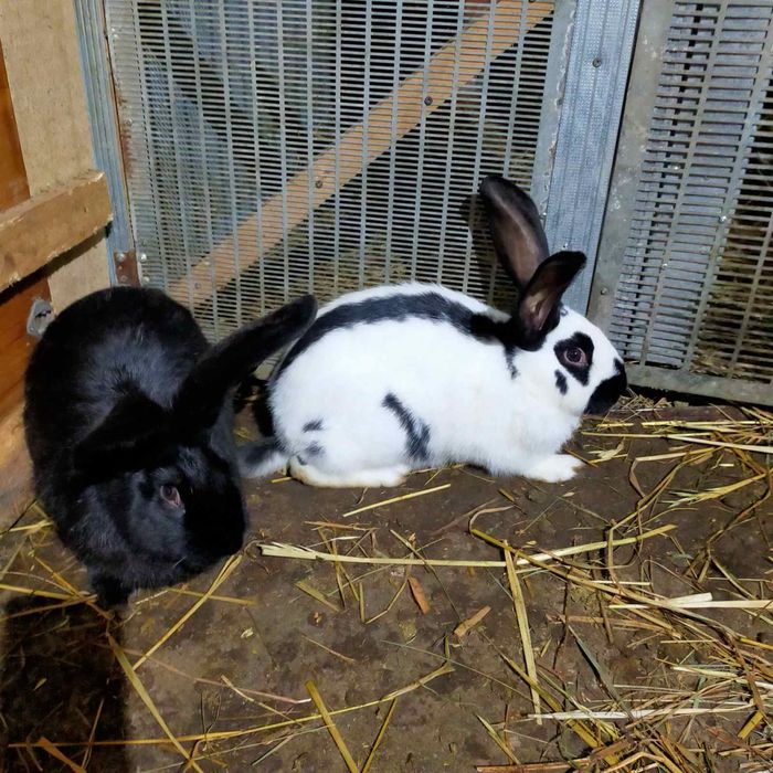 Кролі та кролиці породи Німецький Строкач: 200 грн. - Сільгосп тварини ...