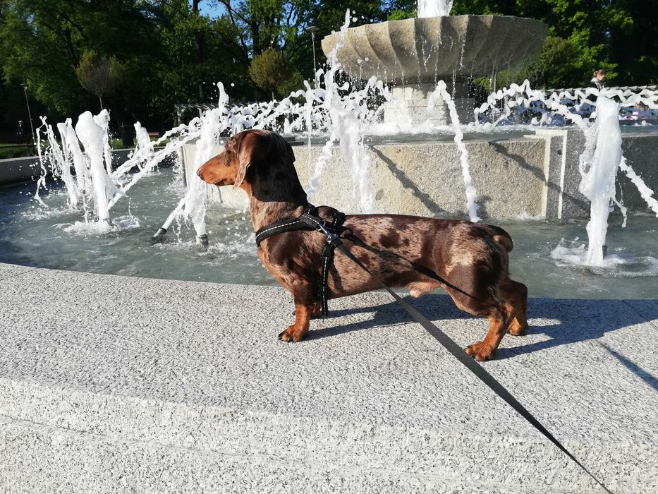 Jamnik Miniaturowy - OLX.pl