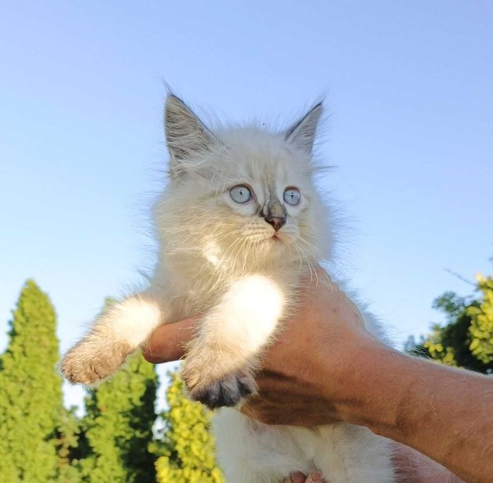 OSTATNI Kot Kocurek Syberyjski Długowłosy Neva Masquerade Stryków • OLX.pl