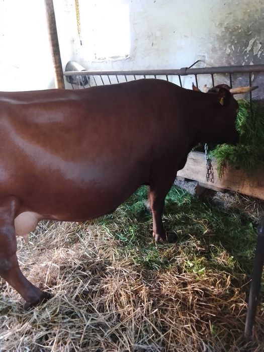 Krowa polska czerwona ,simental Jodłowa • OLX.pl