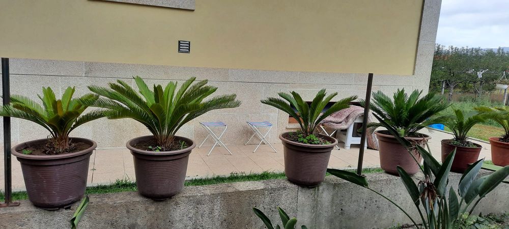 Relva escalracho possibilidade entrega ou envio Navió E Vitorino Dos ...