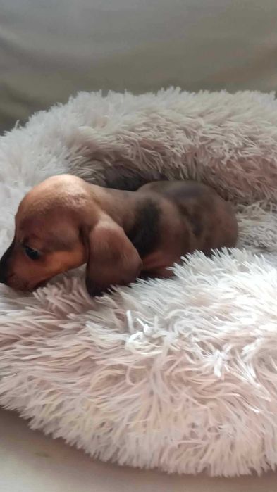 Jamnik miniaturowy krótkowłosy piesek choco merle Skalbmierz • OLX.pl