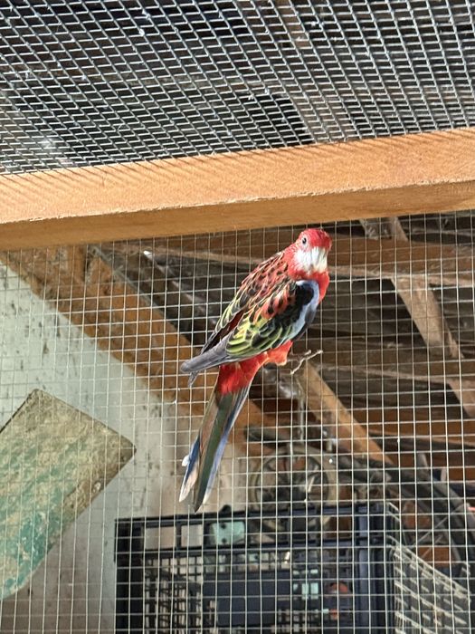 papuga rozella bialolica w Twojej okolicy? Sprawdź kategorię Zwierzęta