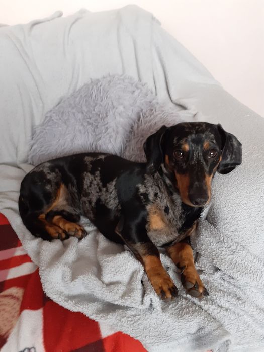 Jamnik merle reproduktor Wrocław Krzyki • OLX.pl