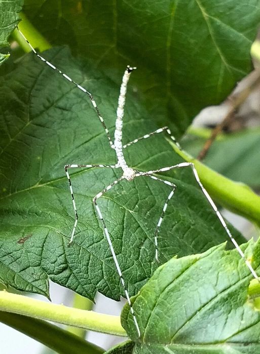 Ramulus sp Togean Island, patyczak sól i pieprz,patyczaki Szamotuły ...