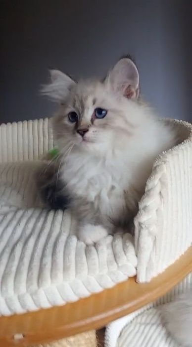 Piękny Kocurek Neva Masquerade po International Champion Warszawa ...