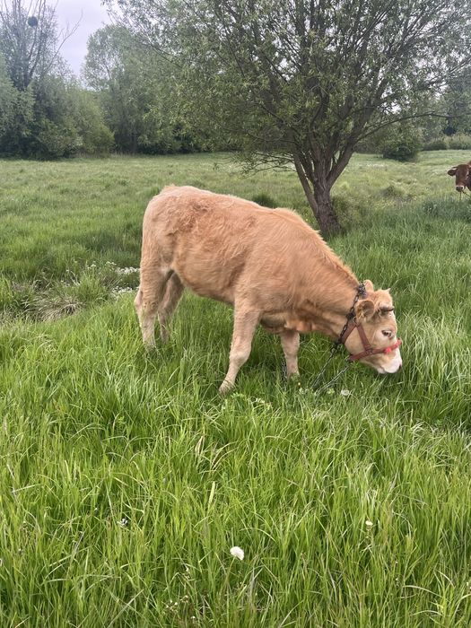 Sprzedam jałówki 4 sztuki Pręgowo • OLX.pl