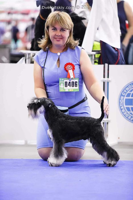 Цвергшнауцер цуценята FCI: 25 000 грн. - Собаки Київ на Olx