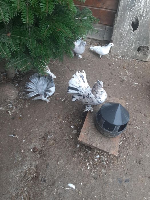 Golebie rozne rodzaje Tuchowicz • OLX.pl