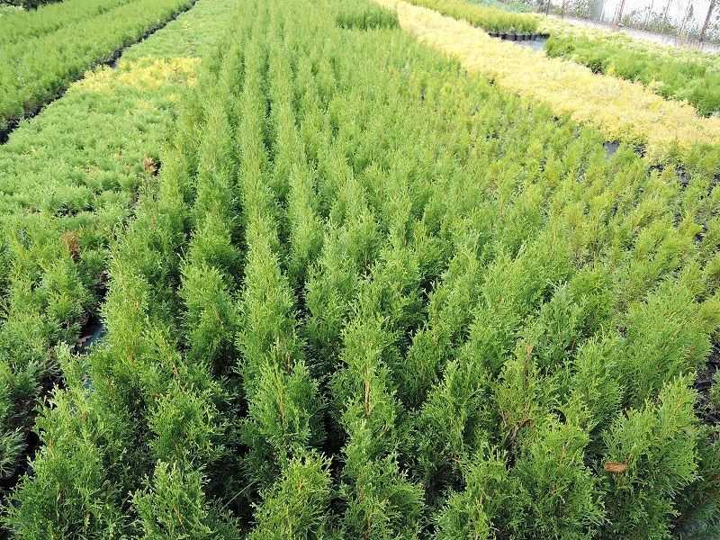 Thuja, smaragd tuja, tuje szmaragd 50 60 70 cm doniczka. transport ... Thuja, smaragd tuja, tuje szmaragd 50 60 70 cm doniczka. transport ...
