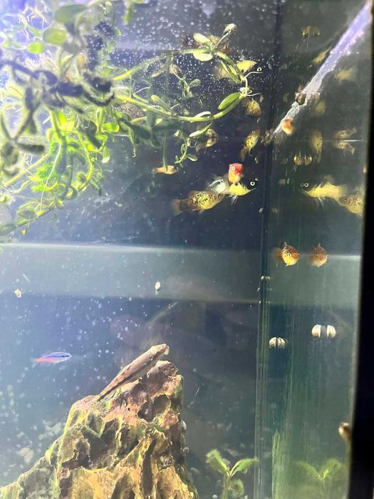 Akwarium Aquael 90l + rośliny + ozdoby + podłoża + rybki – komplet ...