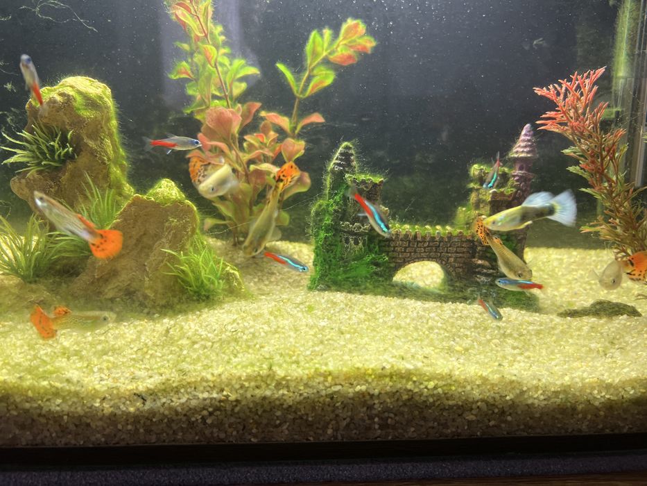 rybki akwariowe - akwarystyka - zwierzęta, sprzęt i akcesoria | OLX ...