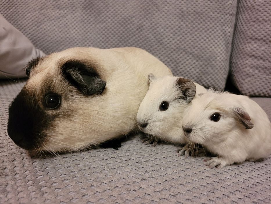 Cudny Samiec Kalifornia Świnka Morska Kawia Domowa Gładkowłosa Szczecin ...