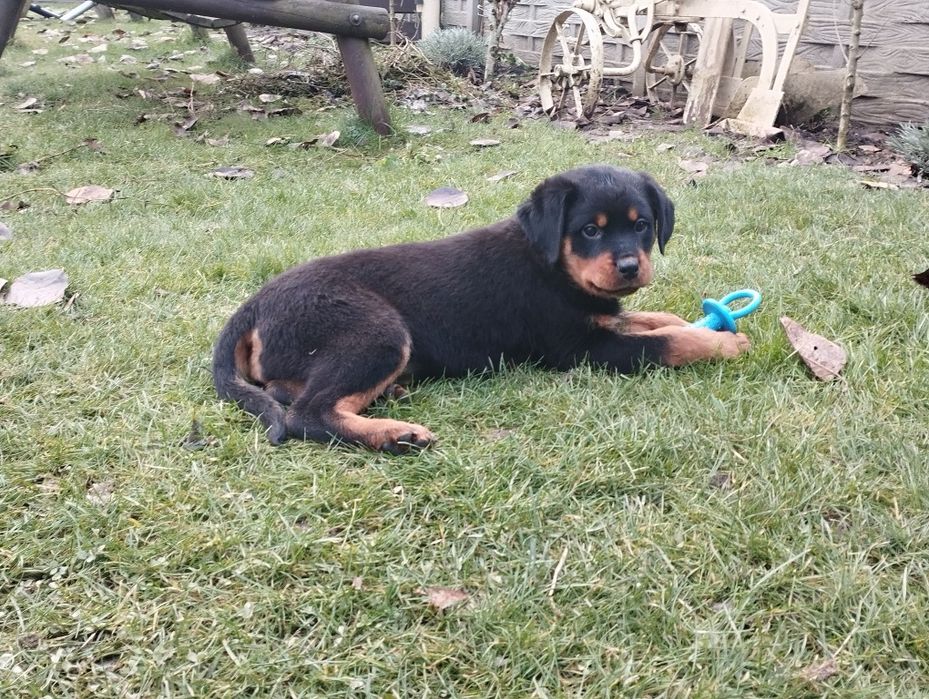 Rottweiler - suczka Waszkowo • OLX.pl