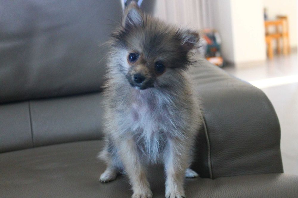 Szpic Pomeranian mini suczka - już do odbioru Goździków • OLX.pl