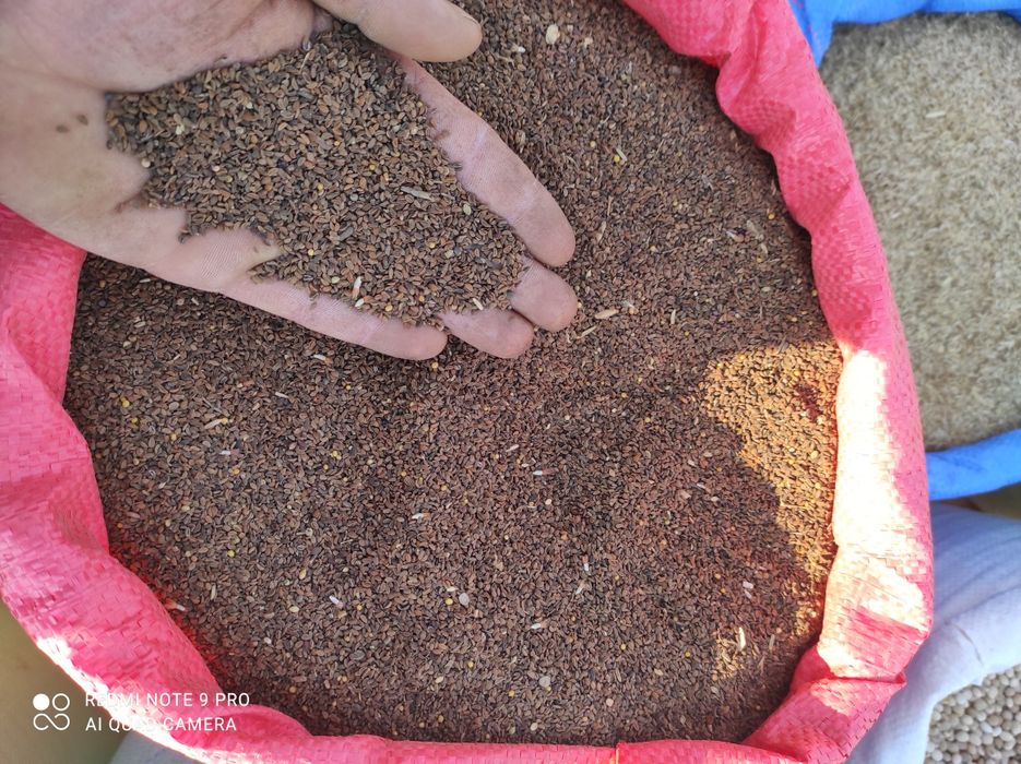 Facelia ładna czysta i wydajna. Radzyń Podlaski • OLX.pl