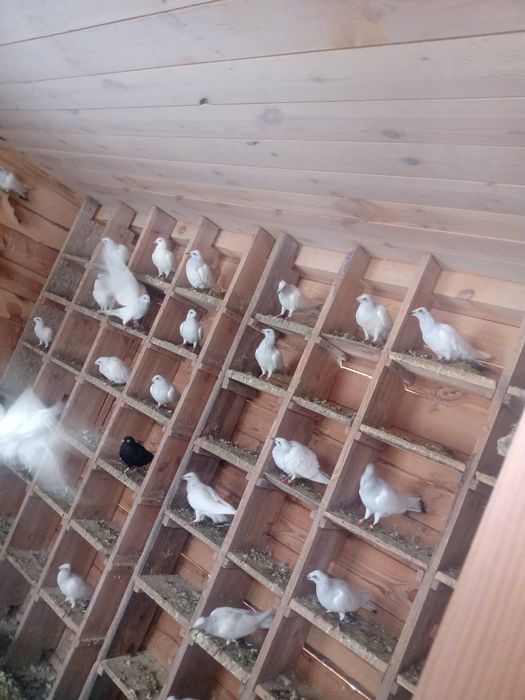 Sprzedam białe gołębie Zawady • OLX.pl