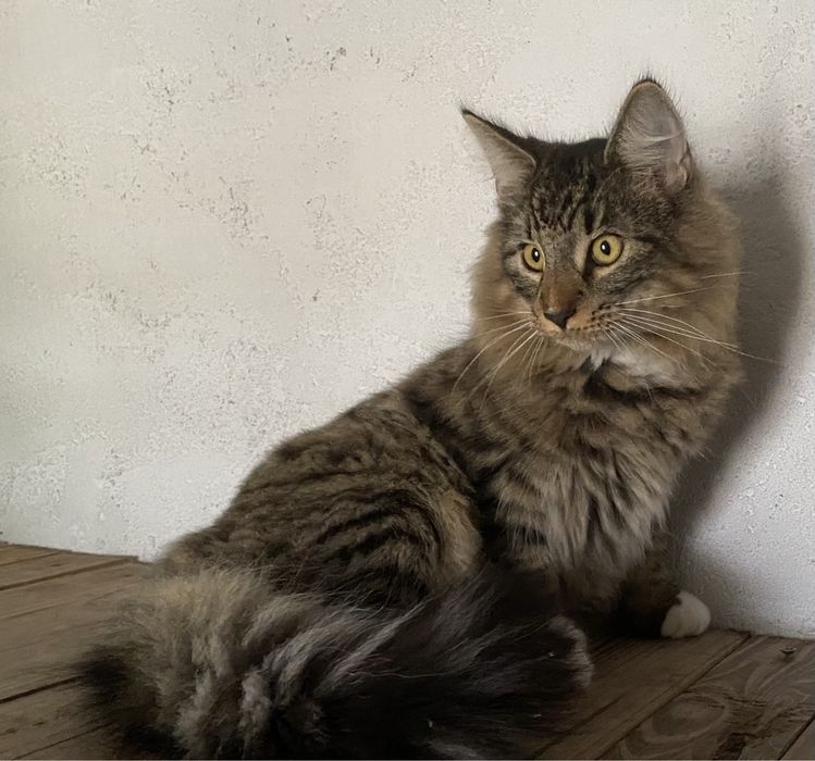 Gatinho Bosques da Noruega com LOP Seixal, Arrentela E Aldeia De Paio ...