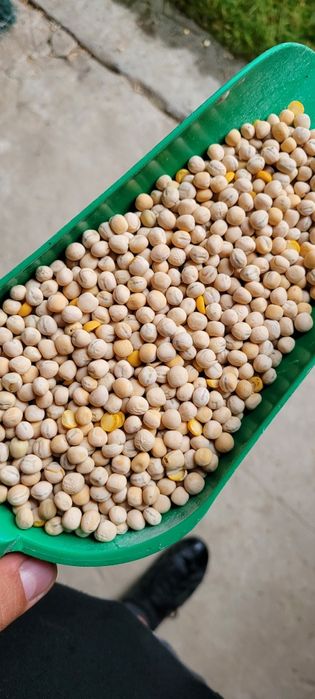 Groch Astronaute Łuków • OLX.pl